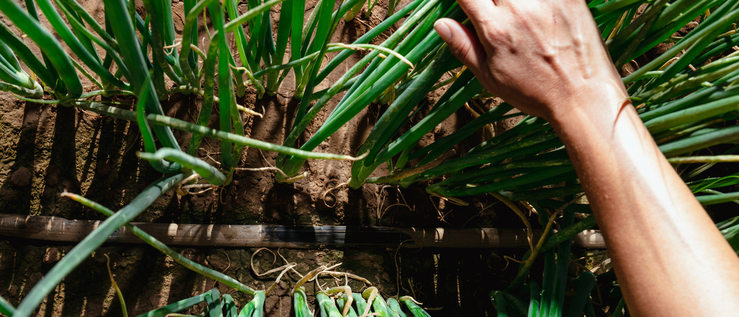 ¿Por qué elegir el Programa de Circularidad ReGen™?